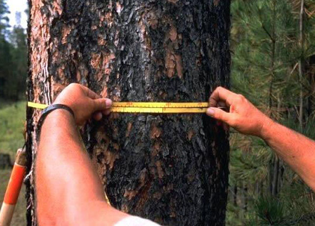 Timber Cruising | SC Timber Company